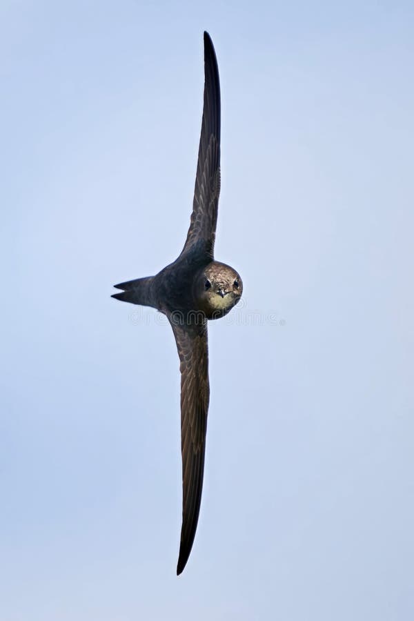 Common swift (Apus apus) stock photo. Image of common - 376167696