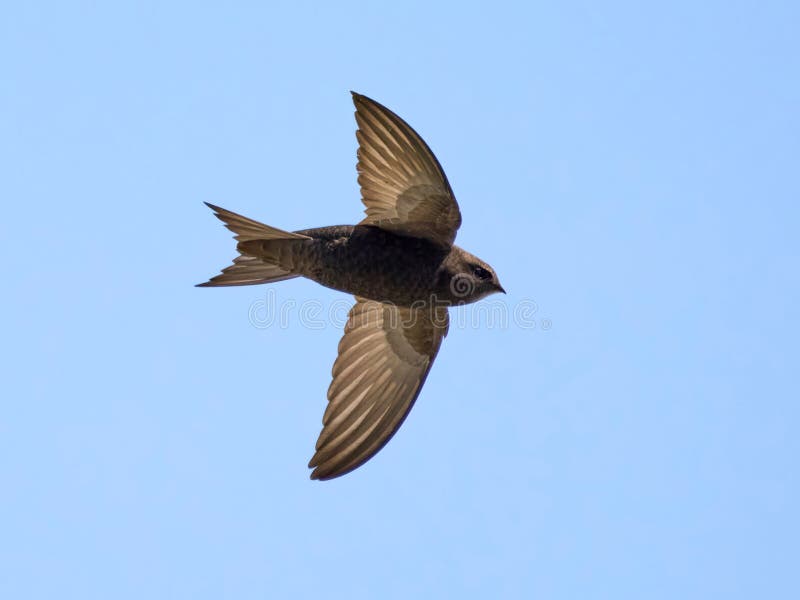 Common swift (Apus apus) stock photo. Image of common - 376167698