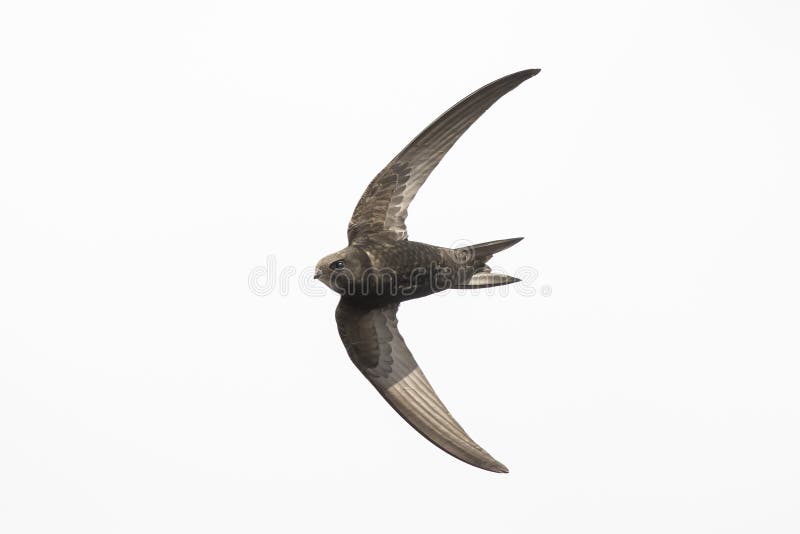 Common Swift Bird in Flight Catching Insect Stock Photo - Image of ...