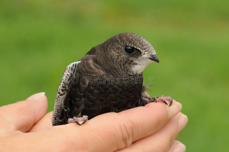 400+ Swift bird Free Stock Photos - StockFreeImages