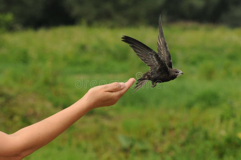 Common Swift Bird (Apus Apus) Stock Image - Image of head, freedom ...