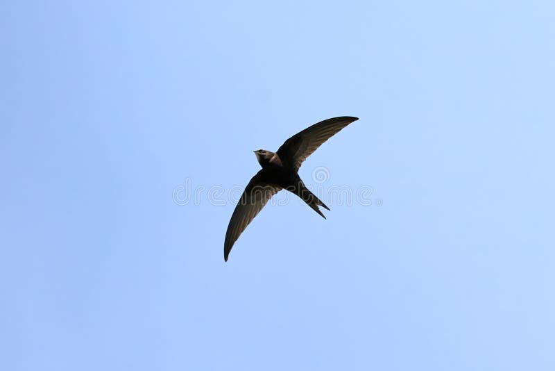 Common Swift Bird in Flight Stock Photo - Image of bird, apus: 253733818