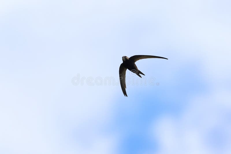 Common Swift Bird in Flight Isolated on White Background Stock Image ...