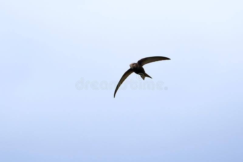 Common Swift Bird in Flight Stock Image - Image of falcon, gull: 271561197