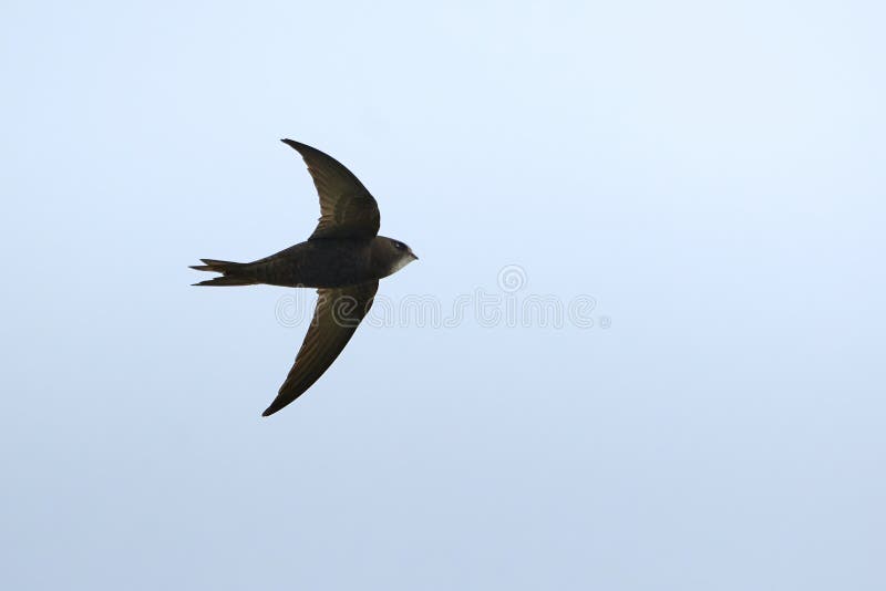 Common Swift Bird in Flight Stock Image - Image of flight, common ...