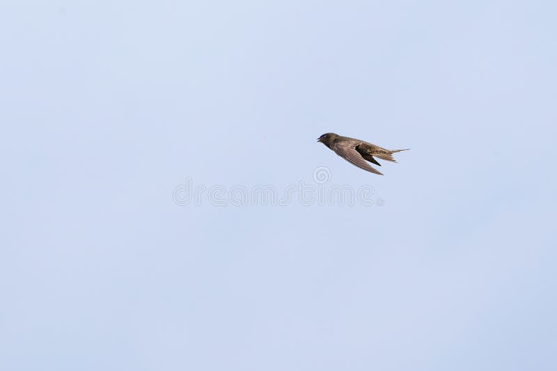 Common Swift Bird in Flight Stock Photo - Image of apus, wildlife ...