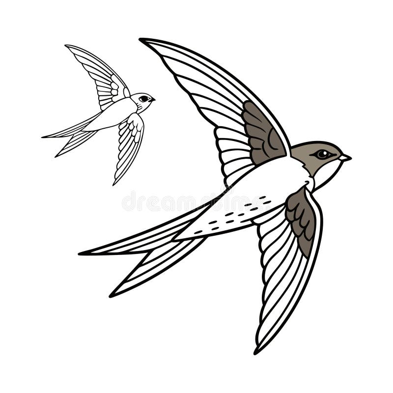 Common Swift Bird Realistic Illustration Stock Illustration ...