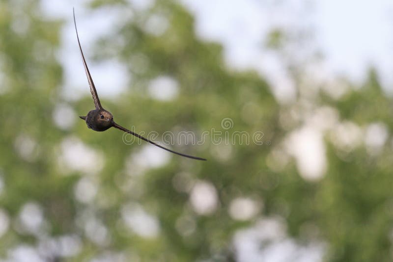 Common Swift Flies Against a Background of Trees Stock Photo - Image of ...