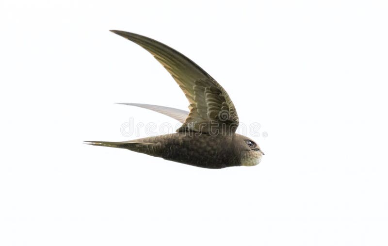 Common Swift in Flight Against Sky Stock Image - Image of flight, birds ...