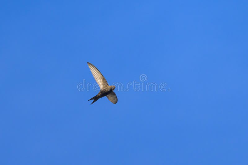 A Common Swift in Flight Blue Sky Stock Photo - Image of bird ...