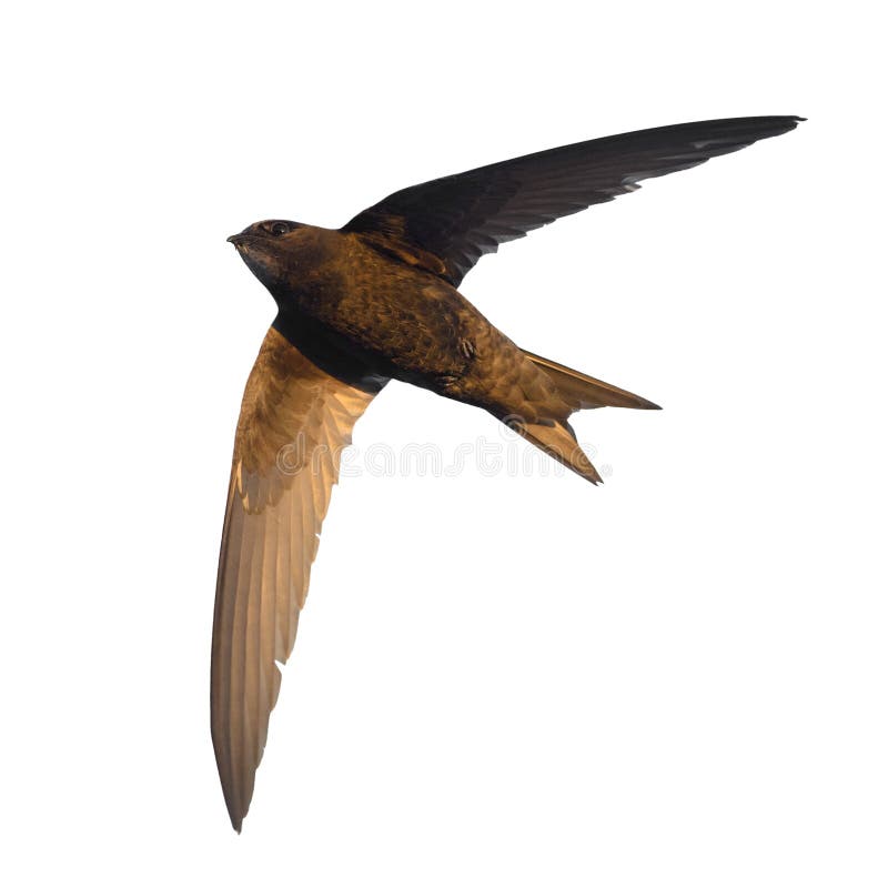 Common Swift stock image. Image of speed, flight, swallow - 38109447
