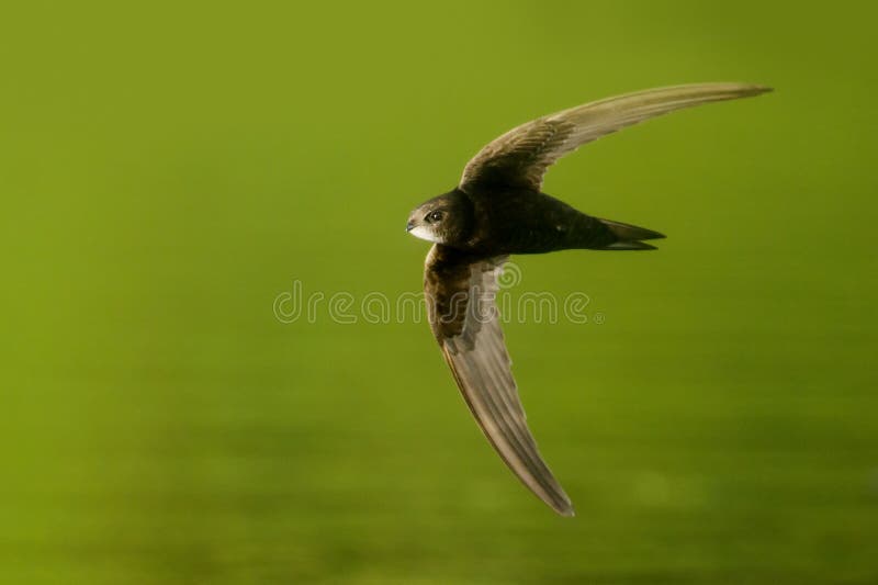 Common Swift stock photo. Image of swallow, speed, common - 37746158
