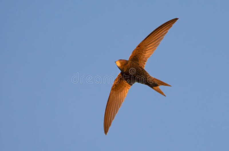 Common Swift Flies at the Evening Blue Sky Stock Image - Image of flies ...