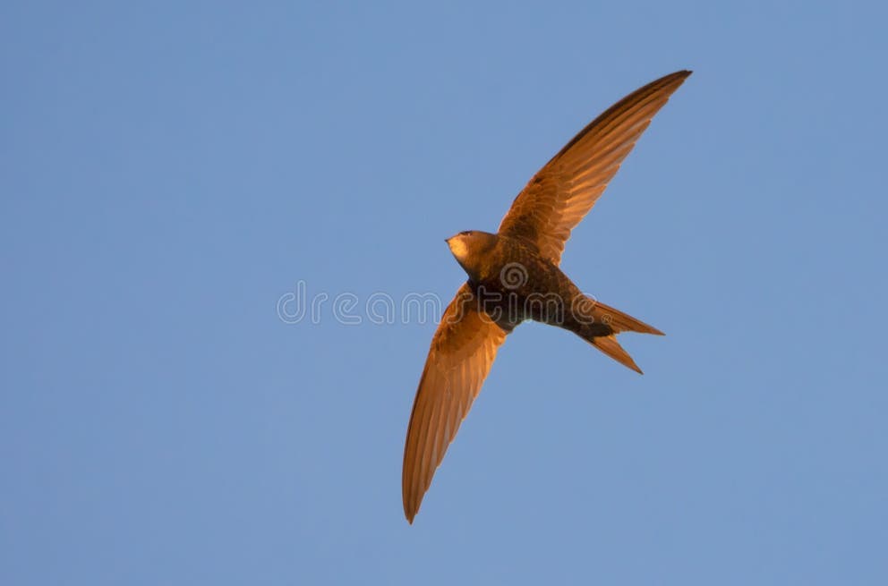 Common Swift Flies at the Evening Blue Sky Stock Image - Image of flies ...