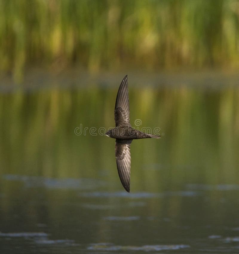 Common Swift, Gierzwaluw, Apus Apus Stock Photo - Image of common ...