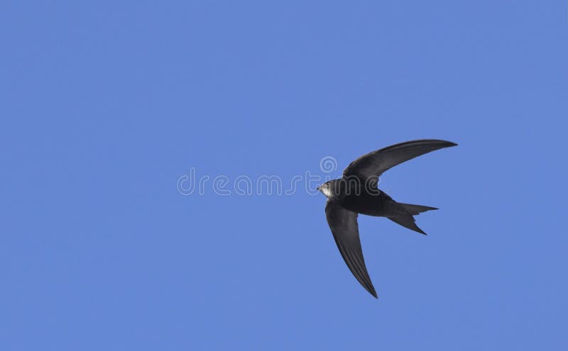 Common Swift, Greece stock photo. Image of flight, crete - 184089304