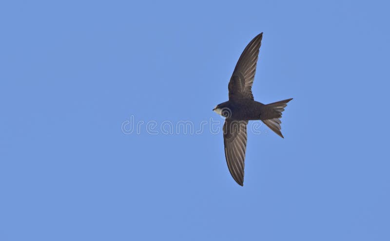 Common Swift, Greece stock image. Image of blue, animals - 325161453