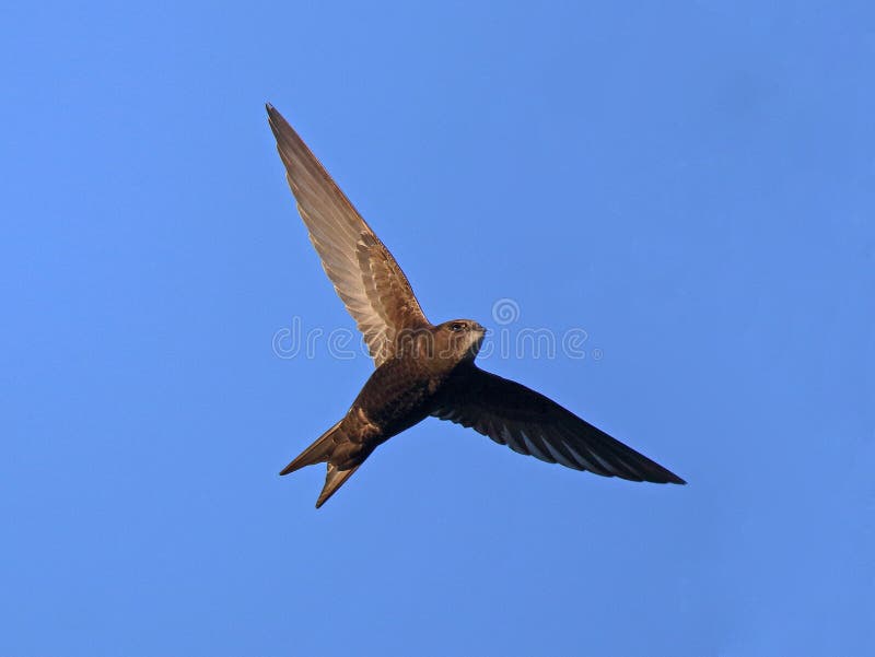 Common Swift stock photo. Image of swallow, speed, common - 37746158