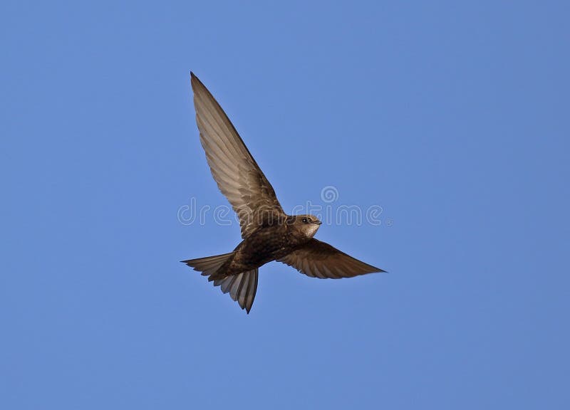 Common Swift stock photo. Image of swallow, speed, common - 37746158