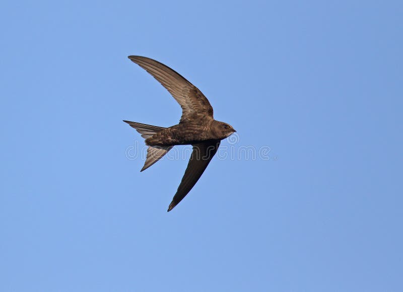 Common Swift stock photo. Image of common, wings, wildlife - 149321534