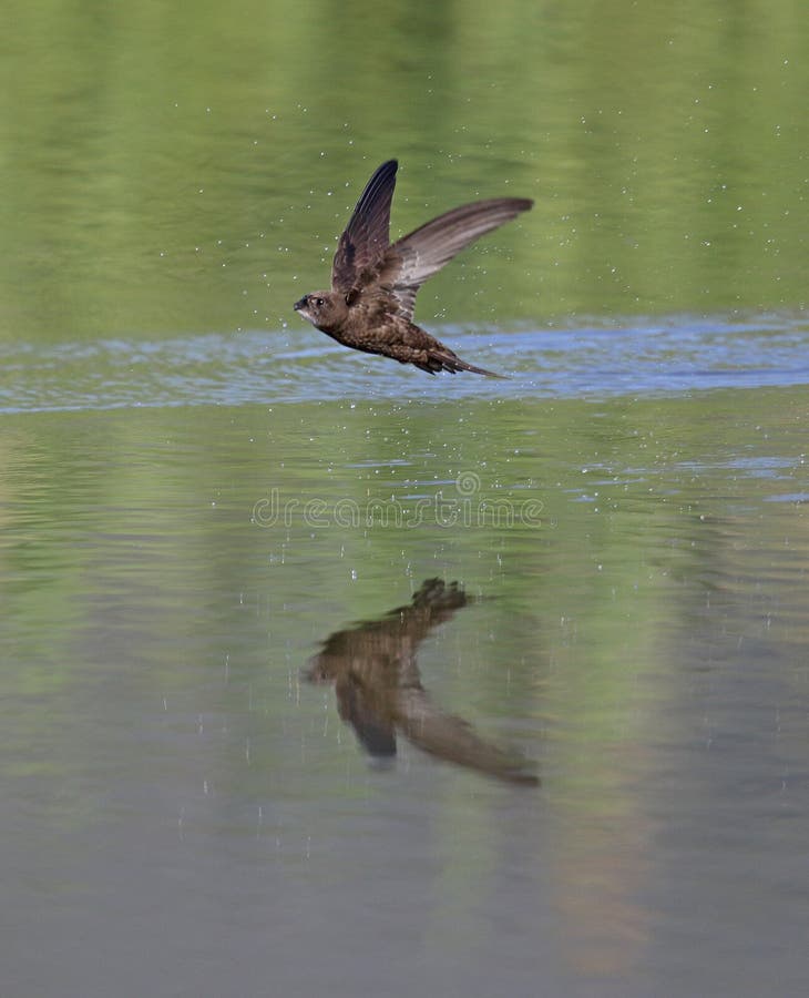 Common Swift stock image. Image of lake, animal, panslesvos - 149321555
