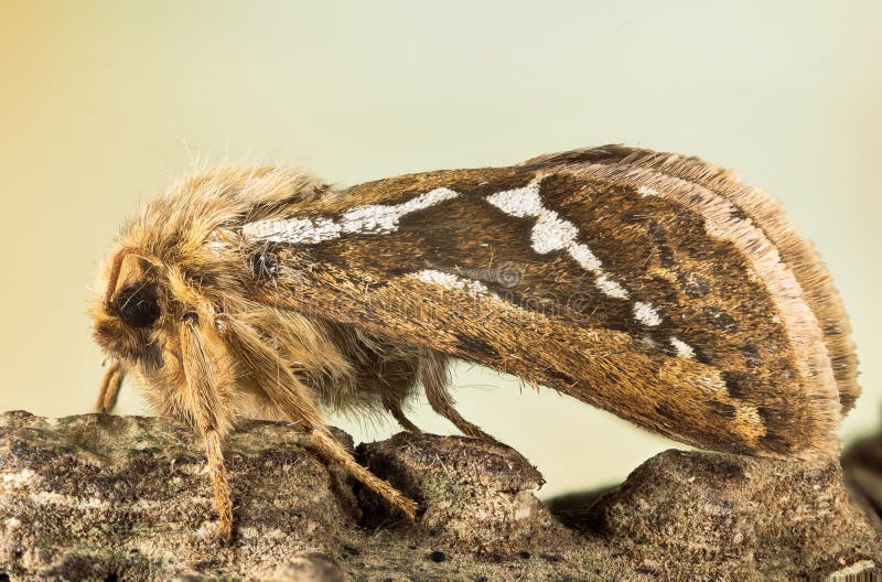 Common Swift Moth Korscheltellus Lupulina Stock Photos - Free & Royalty ...