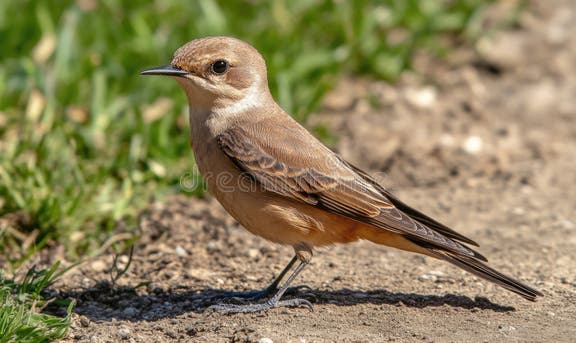 A Common Swift Standing on a Dirt Path Stock Illustration ...