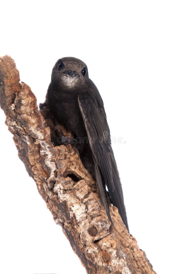 The Baby Bird of Common Swift Stock Photo - Image of frightened ...