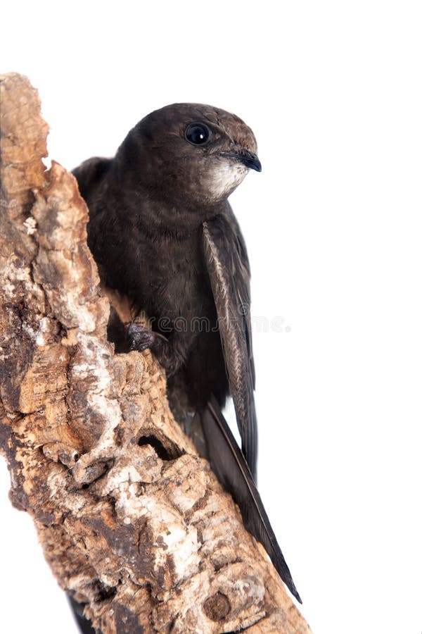 The Baby Bird of Common Swift Stock Photo - Image of frightened ...