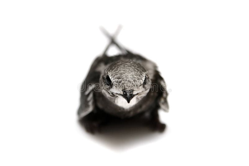 Common Swift on white stock image. Image of white, nest - 42182833