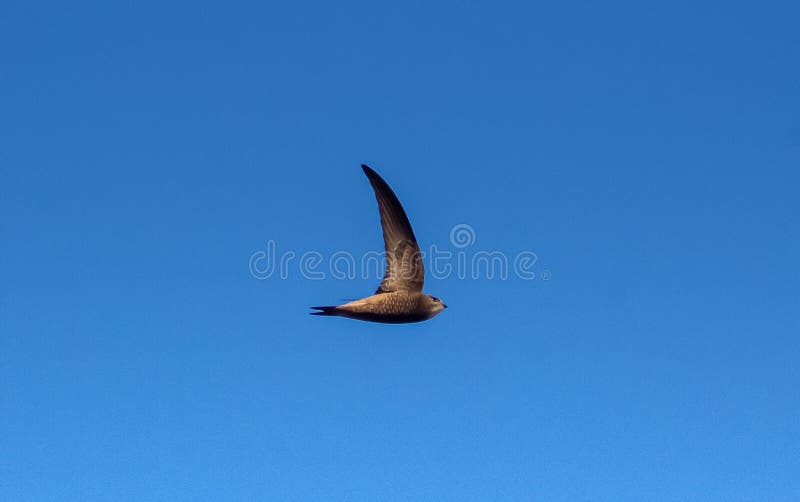 Common Swifts Soaring in the Blue Sky Stock Photo - Image of birdlife ...