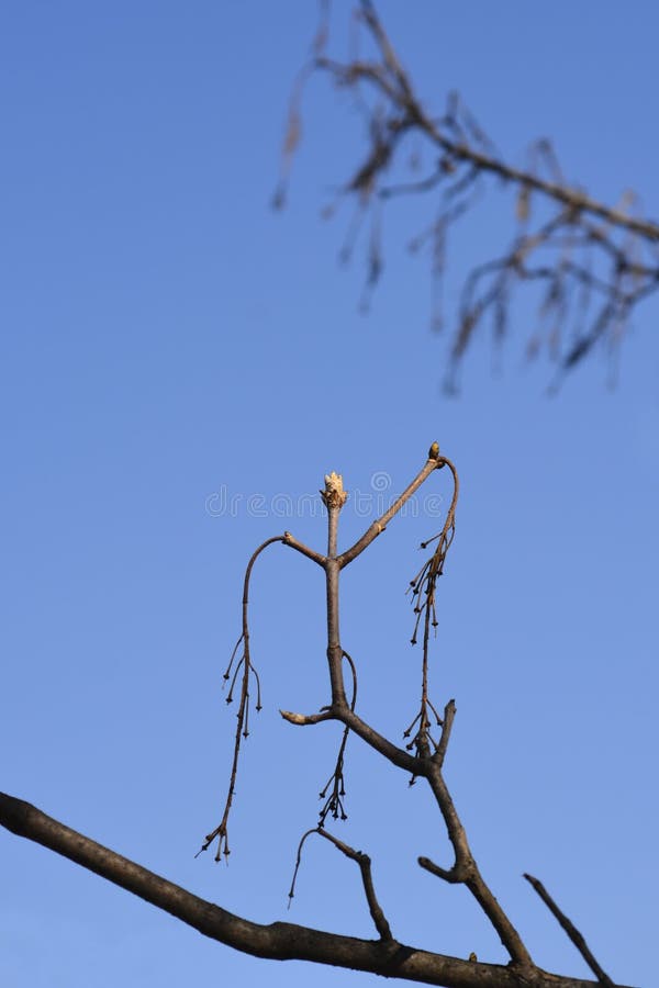 Common sycamore stock image. Image of branch, winter - 276002829