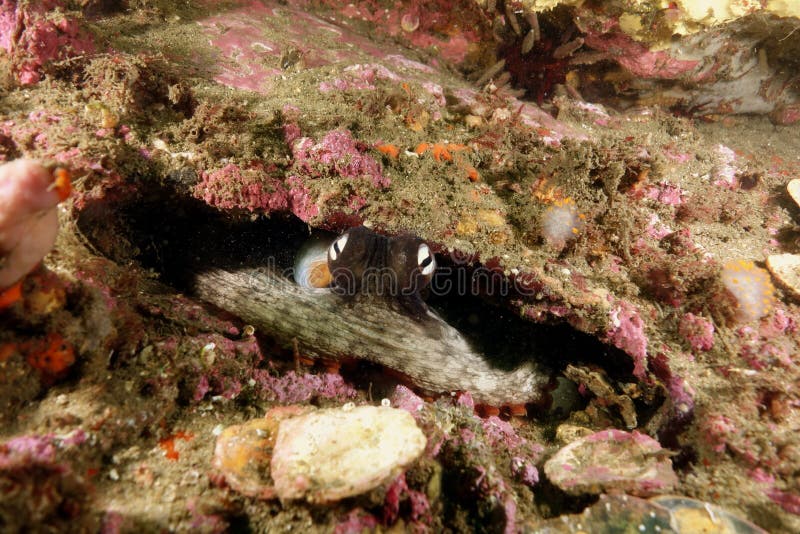 Common Sydney Octopus stock image. Image of cephalopod - 52329831