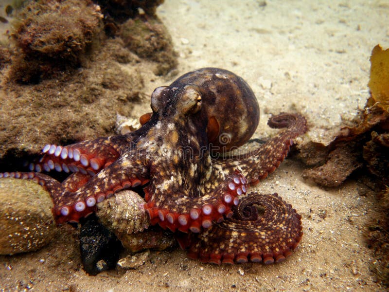 Common Sydney Octopus stock image. Image of cephalopod - 52329831