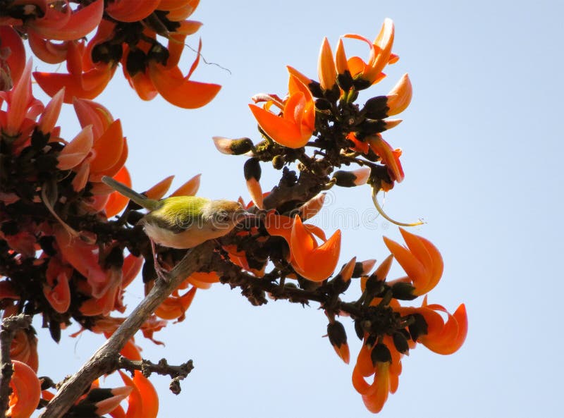 Common Tailor Bird on Palash Flowers Stock Photo - Image of black ...