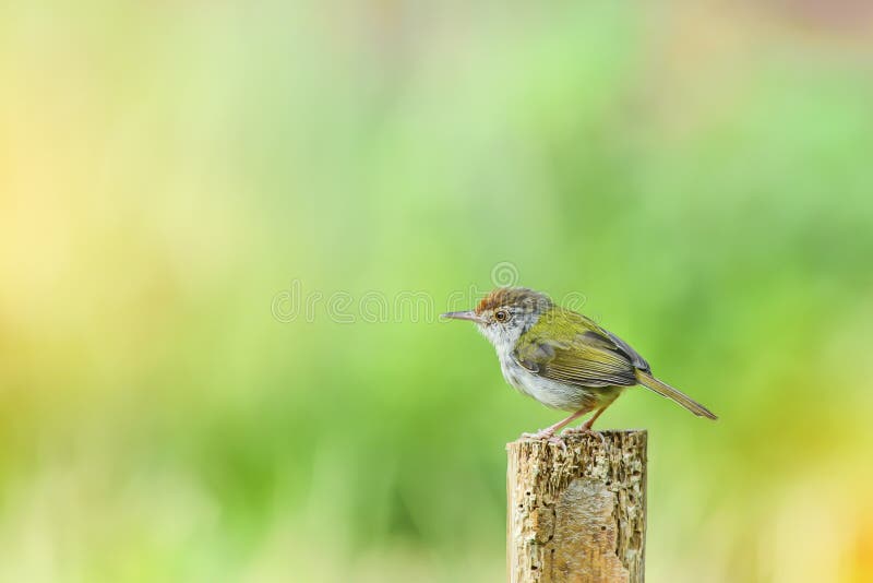 Common Tailor - bird stock photo. Image of forest, color - 76267322