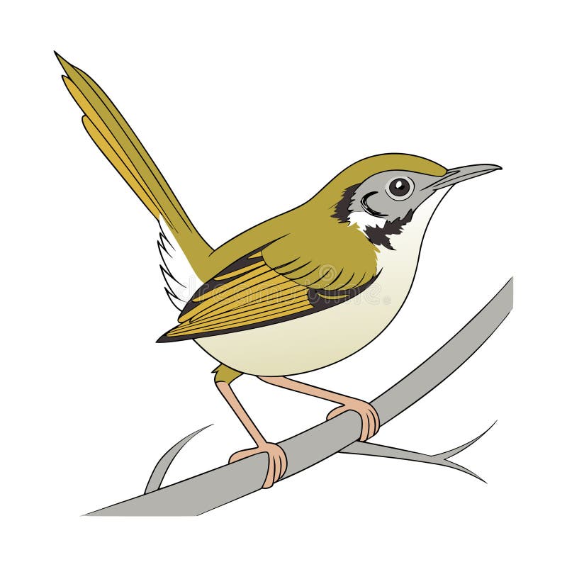 Common Tailorbird Colorful Illustration Stock Image - Illustration of ...