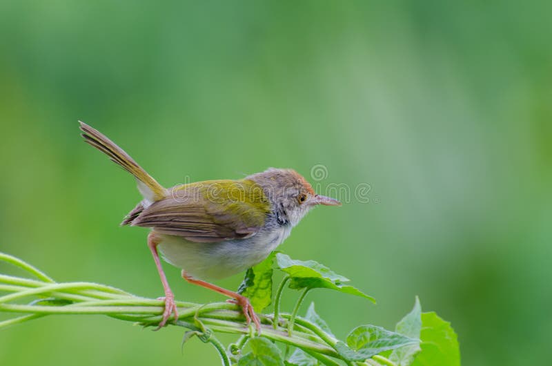 Common Tailorbird stock image. Image of exotic, aviary - 37141349