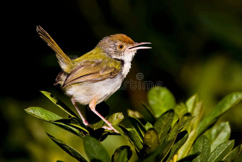 Common tailorbird stock photo. Image of asia, dynamic - 36039838
