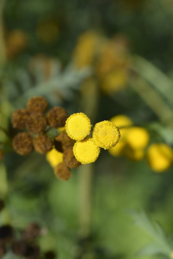Common tansy stock image. Image of bitter, garden, tansy - 290241821
