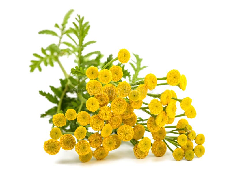 Tansy Tanacetum Vulgare. Floral, Flower Stock Photo - Image of ...