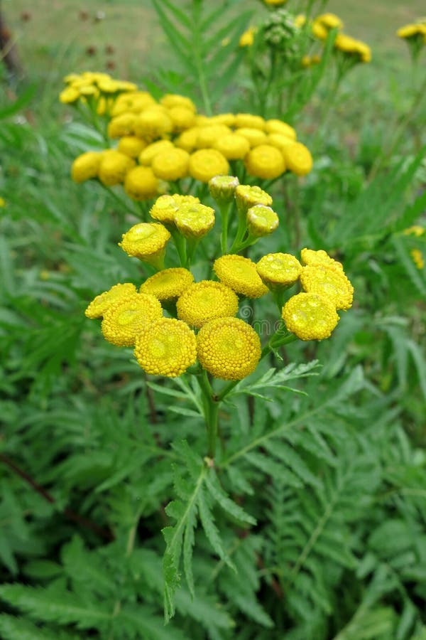 Common Tansy (Tanacetum Vulgare) Stock Image - Image of nature, bloom ...