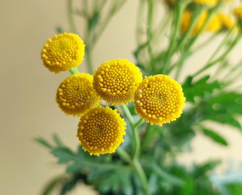 Common tansy stock image. Image of wild, golden, medicinal - 291951607