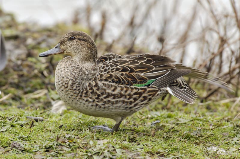 Common Teal stock photo. Image of england, somerset, water - 52087426