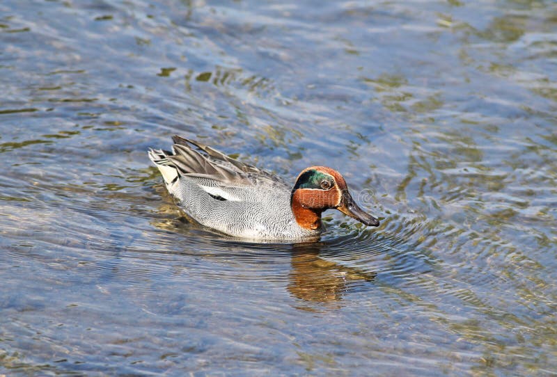 Common teal stock image. Image of water, common, crecca - 189475789