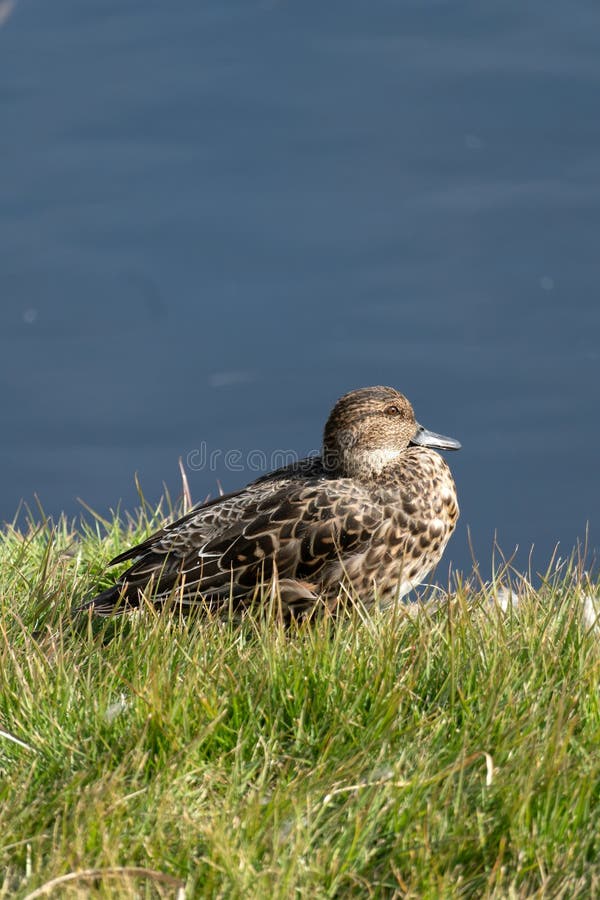 Common Teal Resting on the Shore of a Pond Stock Image - Image of japan ...