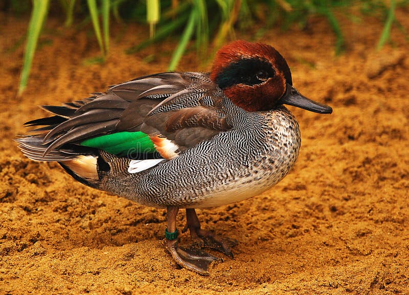 Common Teal stock photo. Image of white, yellow, feet - 210282016