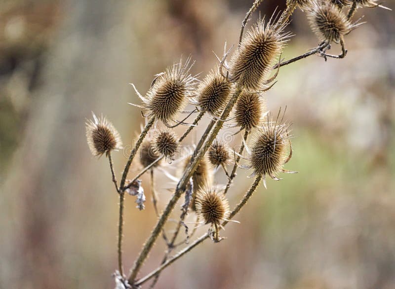 Teasel Dipsacus Fullonum Detail Stock Photo - Image of teasel ...
