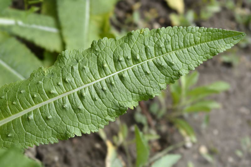 Common teasel stock image. Image of plant, prickly, green - 279768769