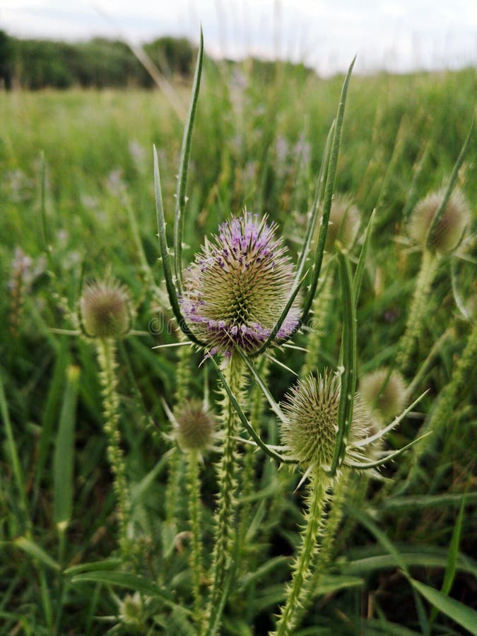 Common teasel stock photo. Image of blooming, scottish - 192882986